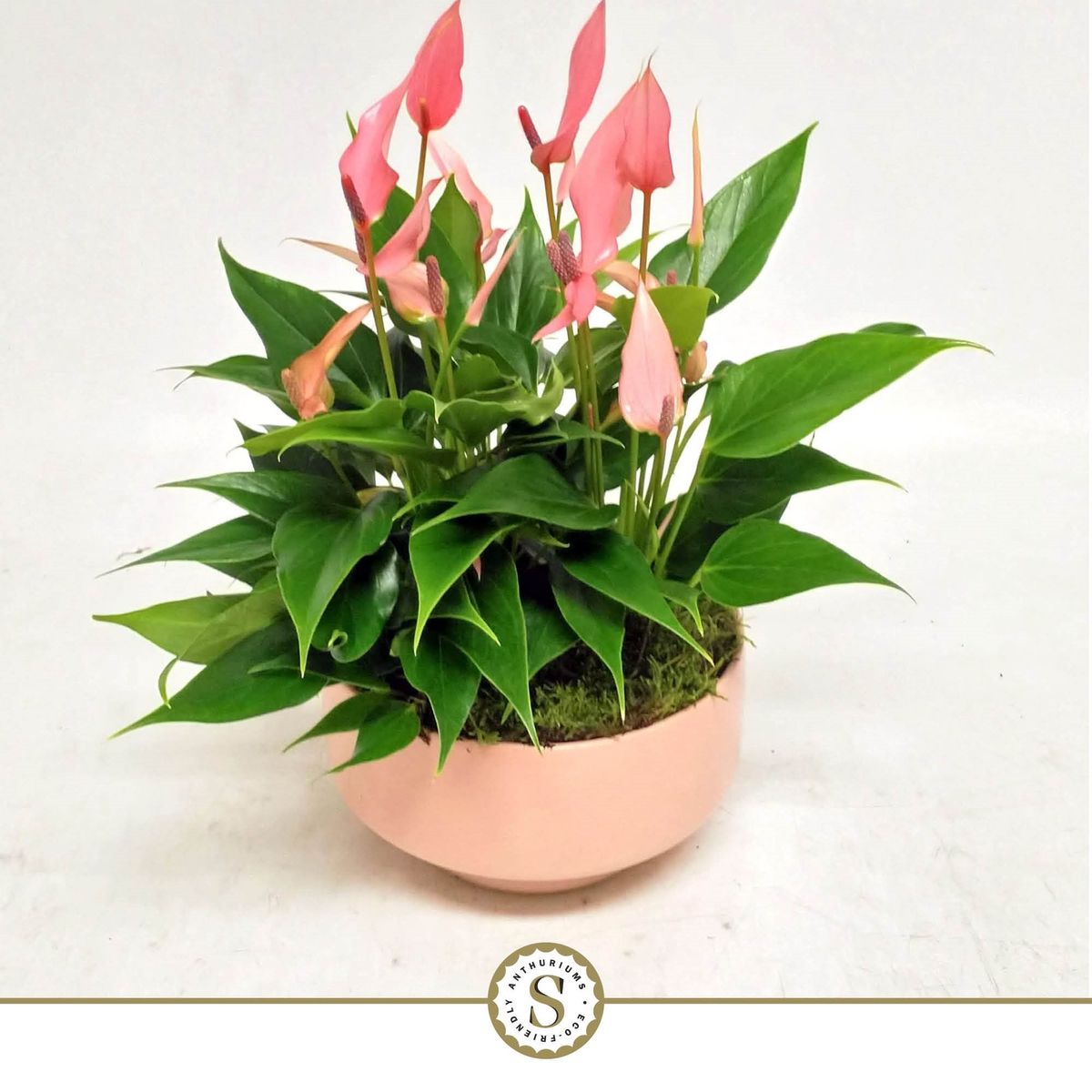 Anthurium LILLI — Plant Wholesale FlorAccess