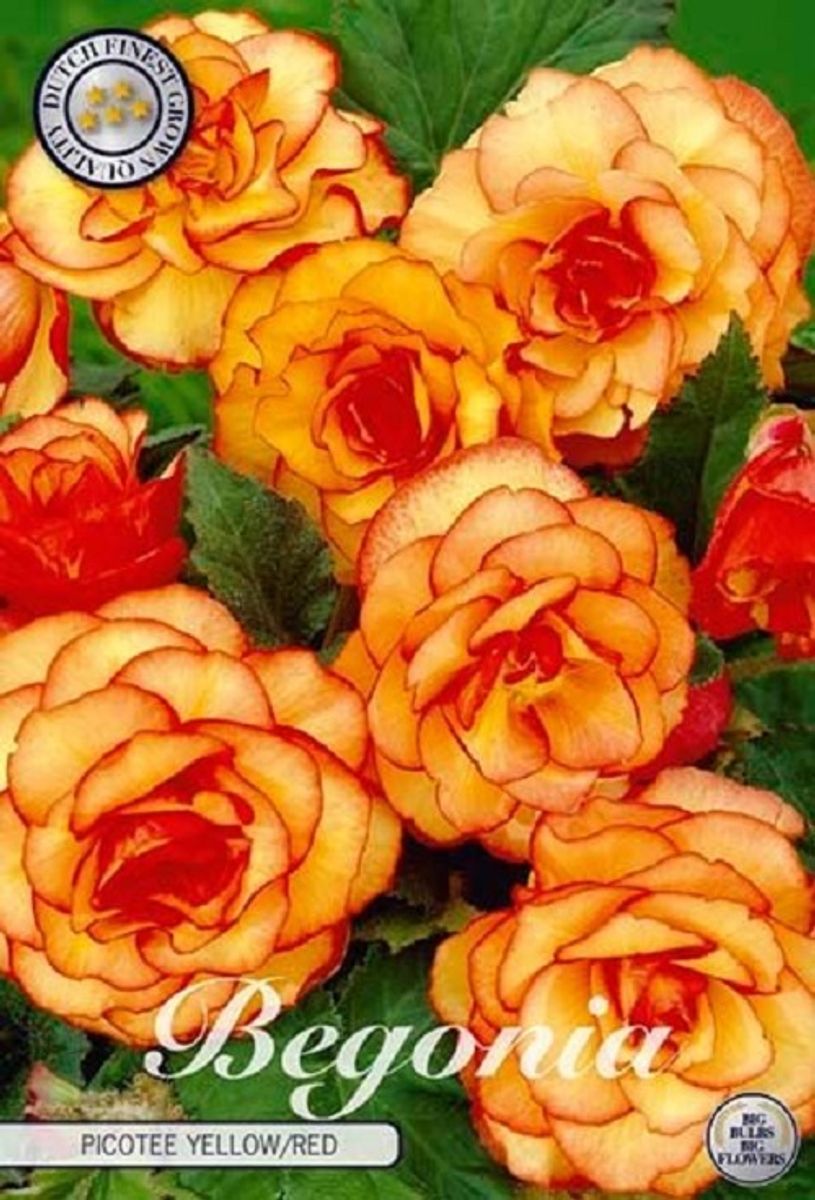Begonia PICOTEE YELLOW / RED — Plant Wholesale FlorAccess