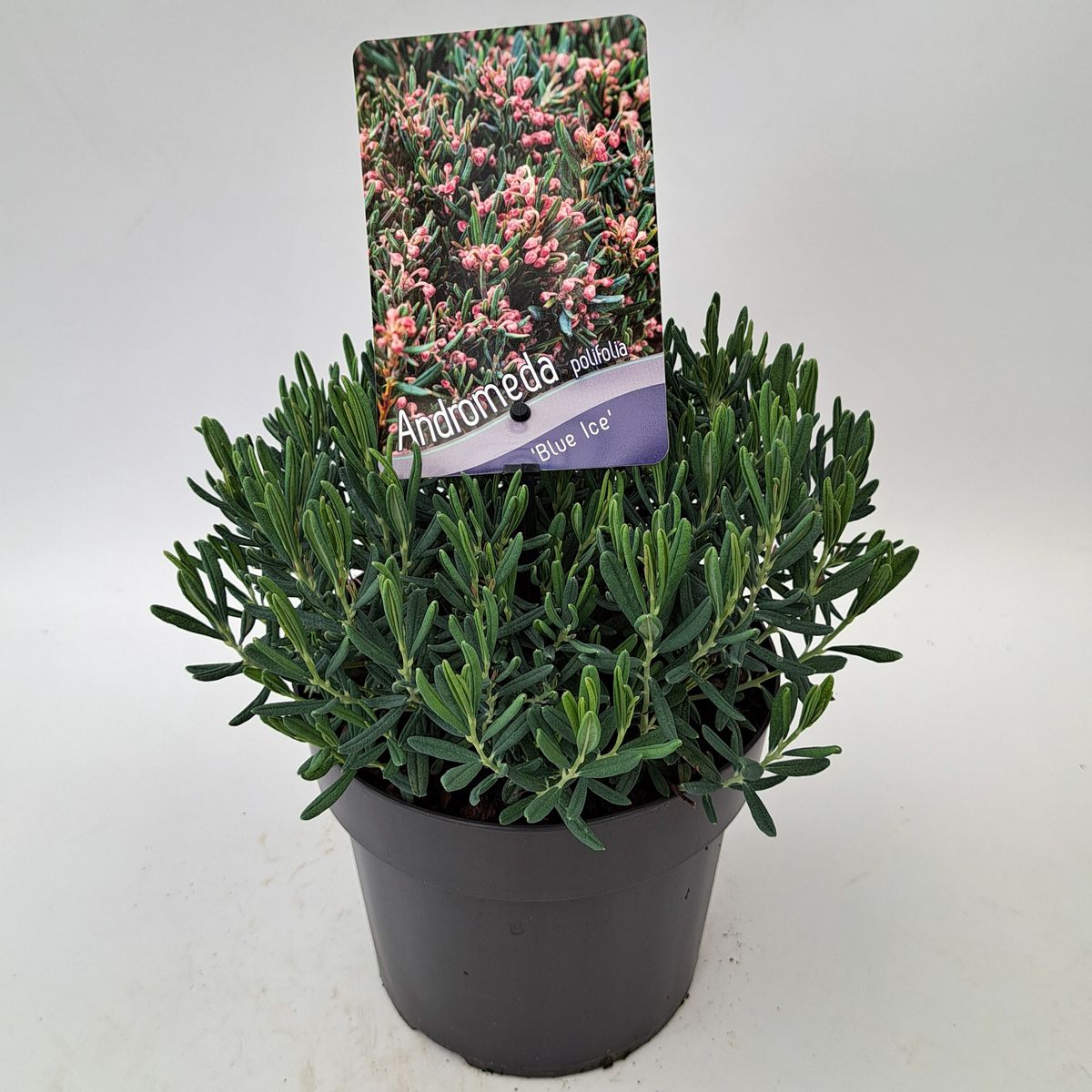 Andromeda polifolia 'Blue Ice' — Plant Wholesale FlorAccess