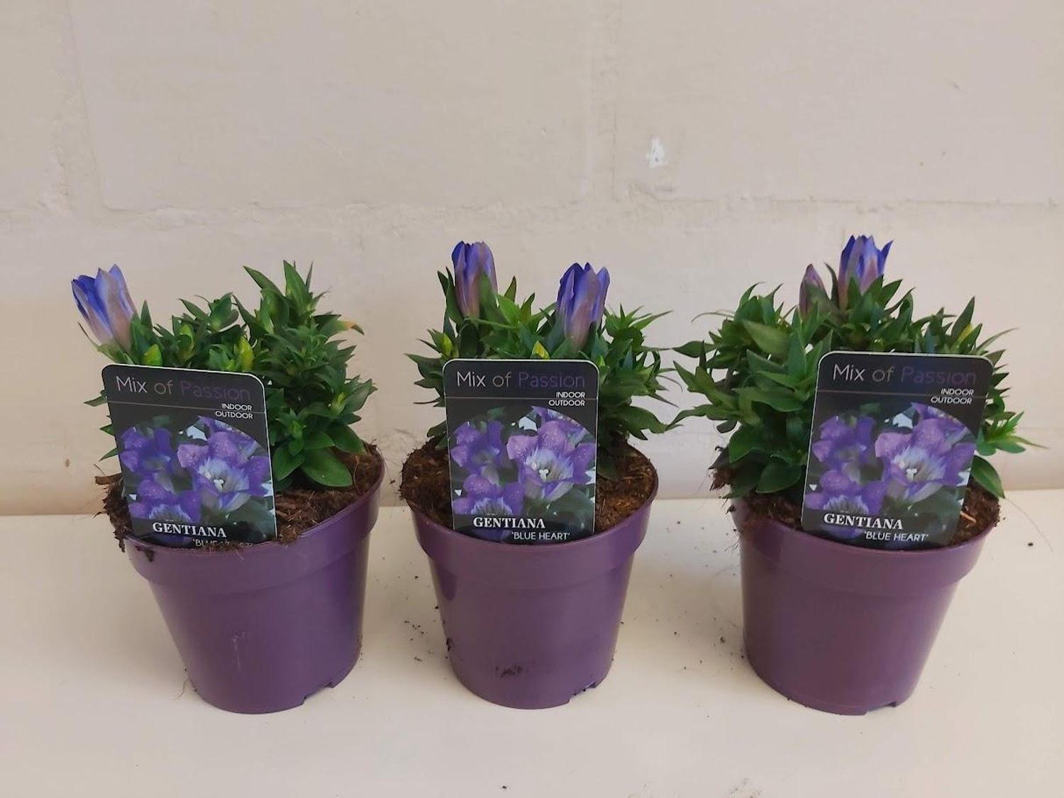 Gentiana scabra ROCKY DIAMOND BLUE HEART — Grossiste en Plantes FlorAccess