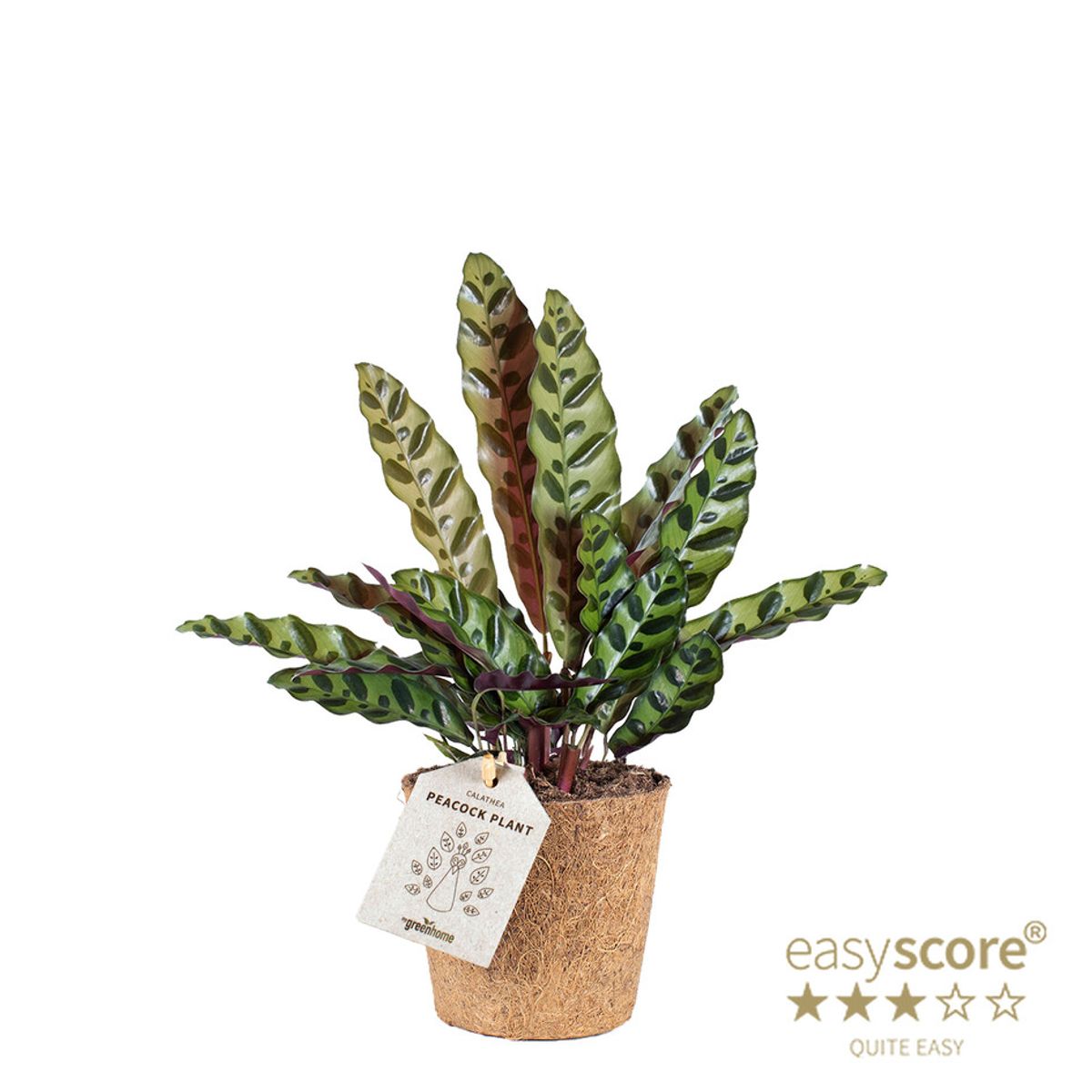 Calathea insignis — Plant Wholesale FlorAccess