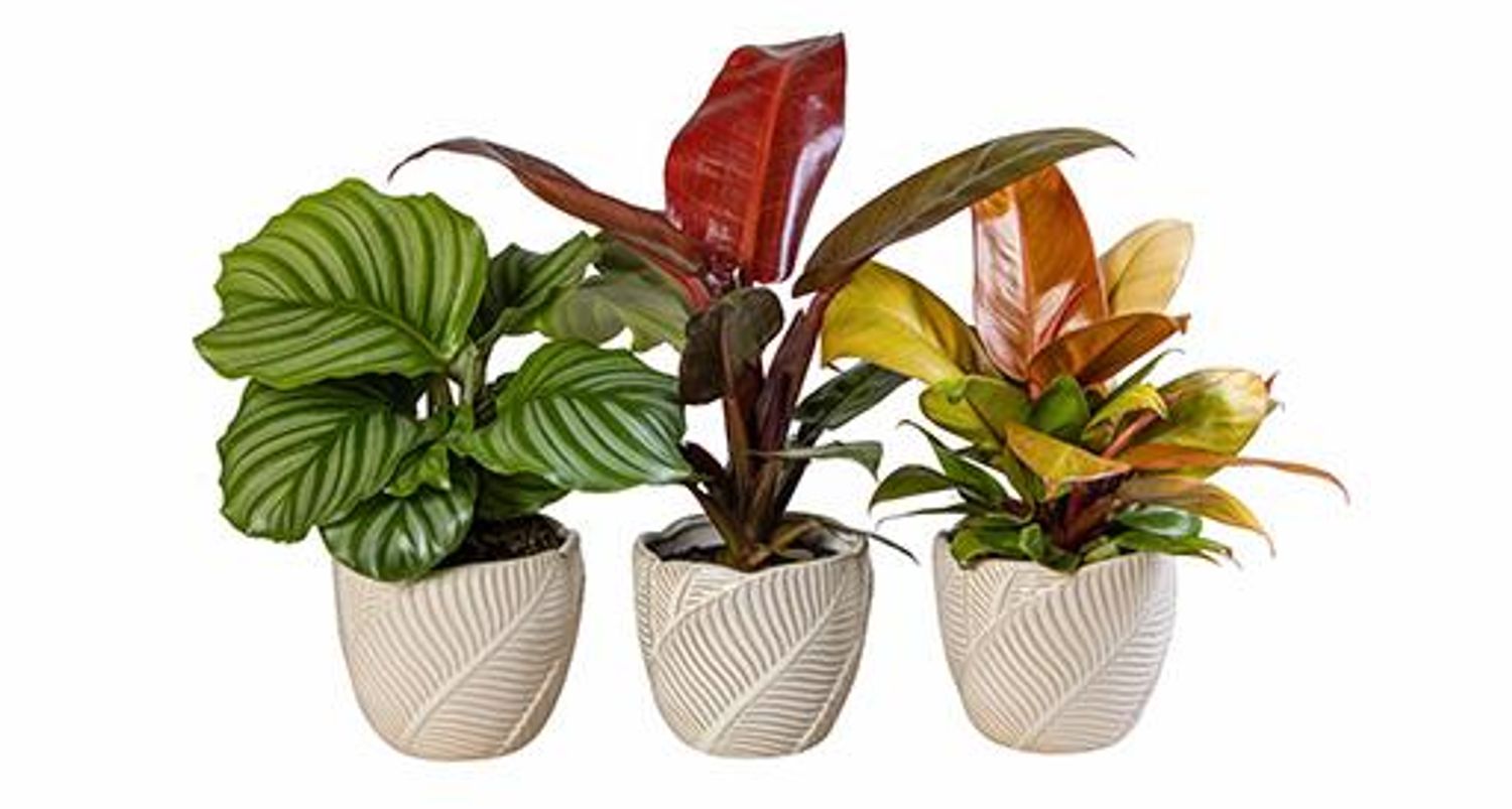 Houseplants MIX — Plant Wholesale FlorAccess