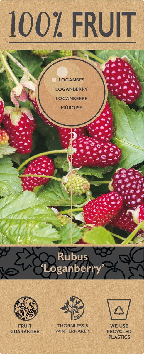 Rubus x loganobaccus THORNLESS LOGANBERRY — Plant Wholesale FlorAccess