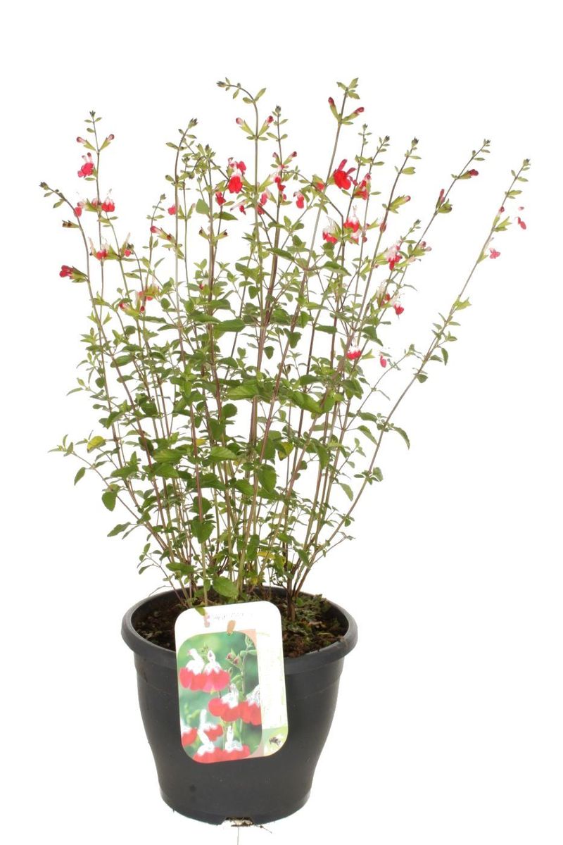 Salvia microphylla 'Hot Lips' — Plant Wholesale FlorAccess