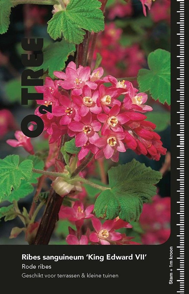 Ribes sanguineum 'King Edward VII' — Plant Wholesale FlorAccess