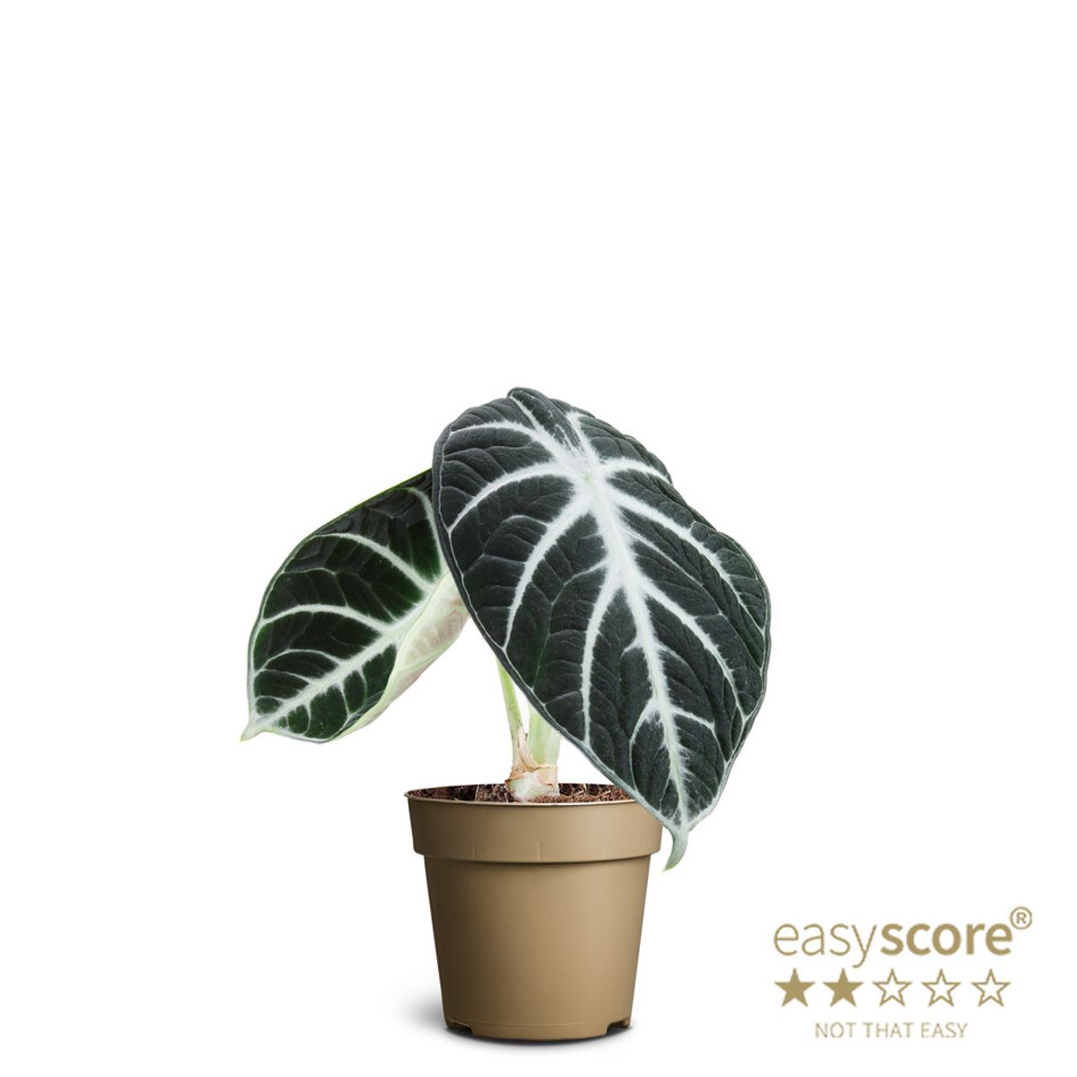 Alocasia reginula 'Ninja' — Plant Wholesale FlorAccess