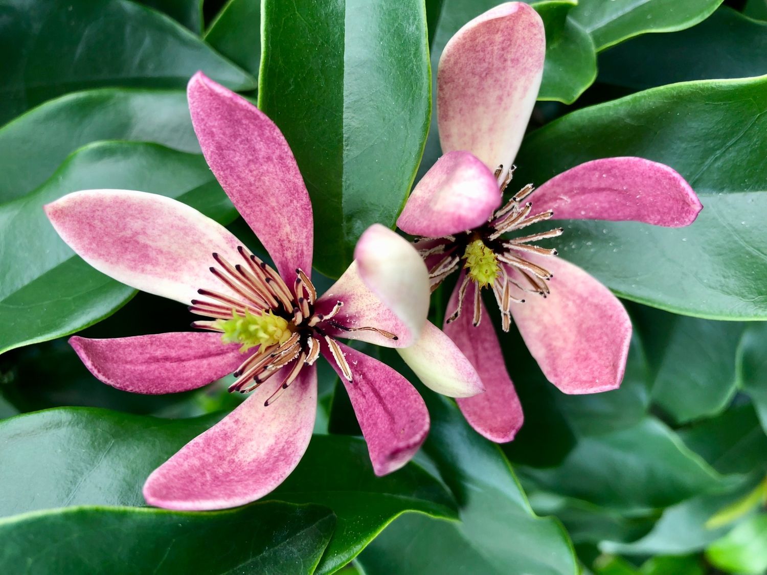 Magnolia figo 'Stellar Ruby' — Plant Wholesale FlorAccess