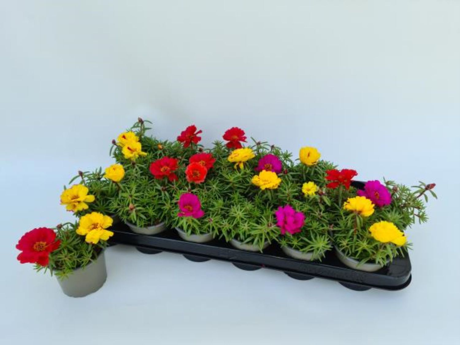 Portulaca grandiflora MIX — Plant Wholesale FlorAccess