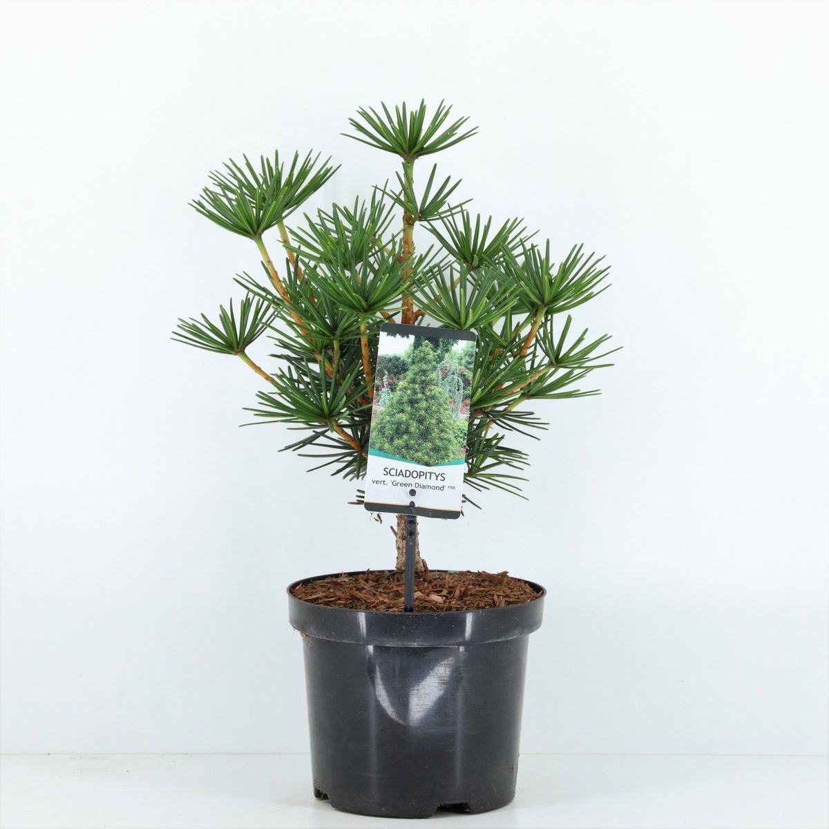 Sciadopitys verticillata GREEN DIAMOND — Mayorista de plantas FlorAccess