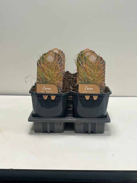 Carex testacea PRAIRIE FIRE COLORGRASS — Plant Wholesale FlorAccess