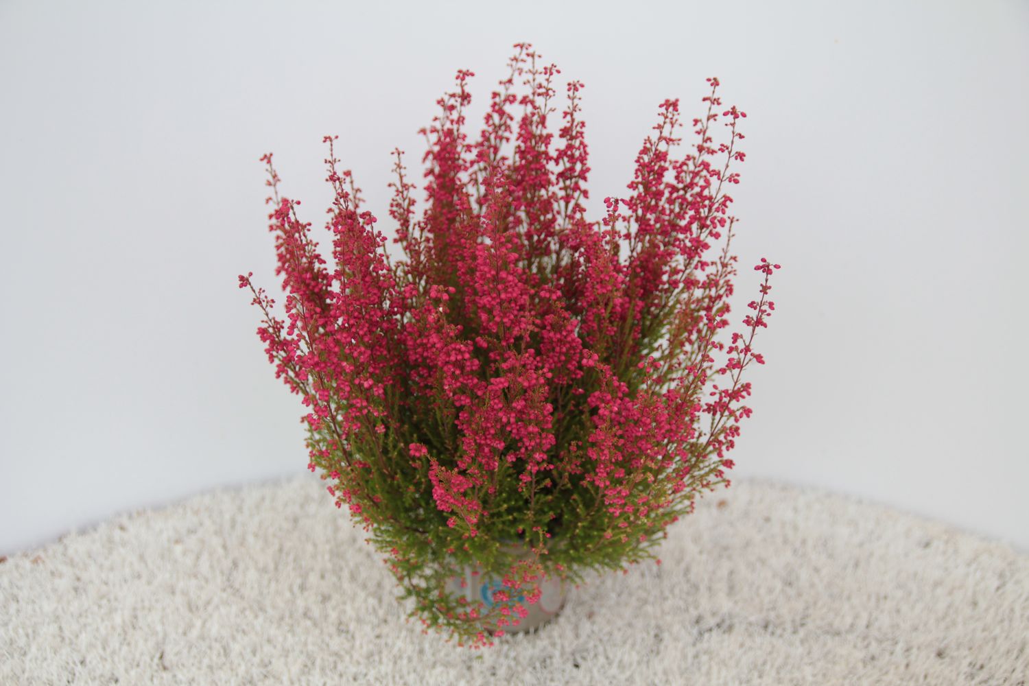Erica gracilis — Plant Wholesale FlorAccess