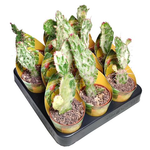 Opuntia monacantha variegata — Plant Wholesale FlorAccess
