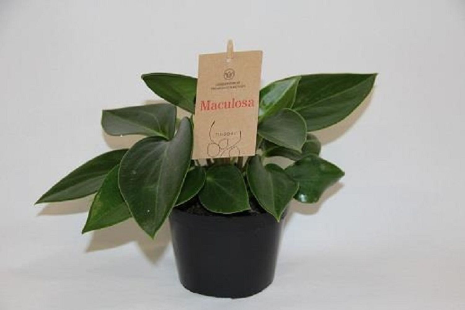 Peperomia maculosa — Plant Wholesale FlorAccess