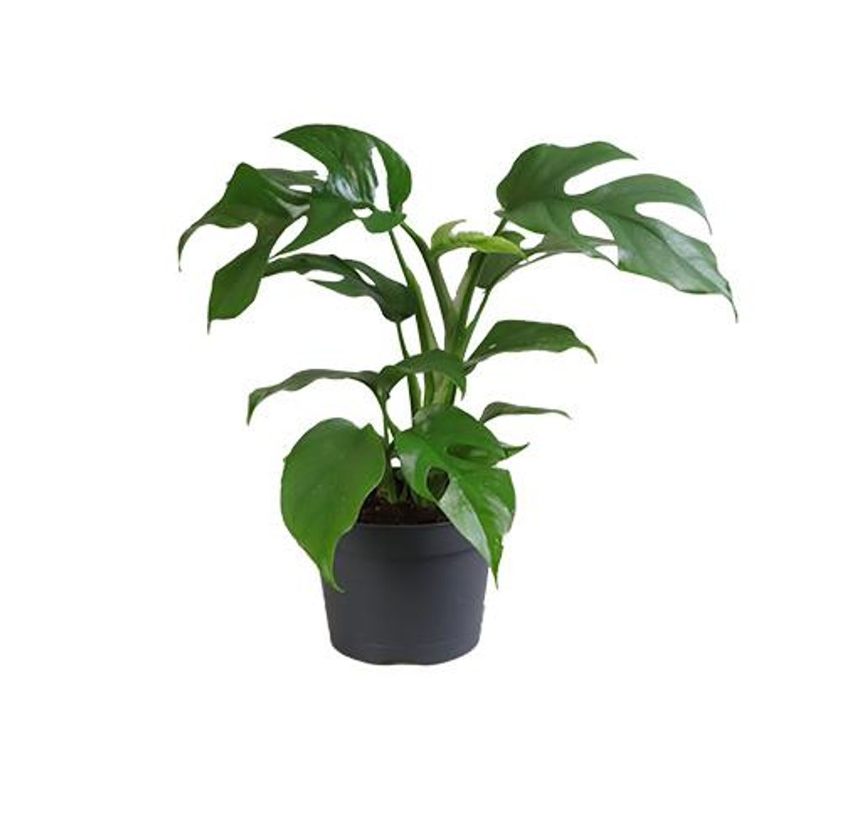 Philodendron 'Minima' — Plant Wholesale FlorAccess