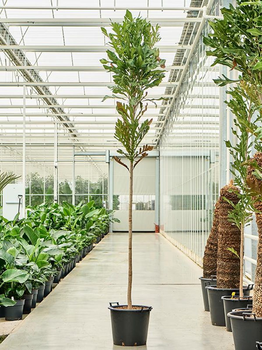 Stenocarpus sinuatus — Plant Wholesale FlorAccess