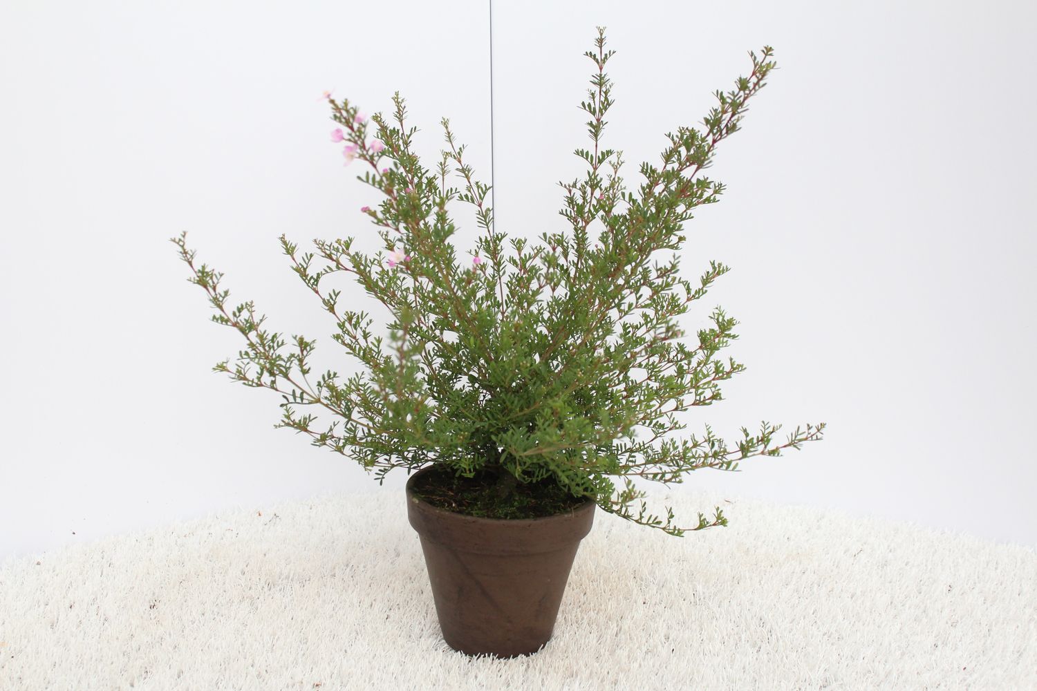 Boronia crenulata — Plant Wholesale FlorAccess