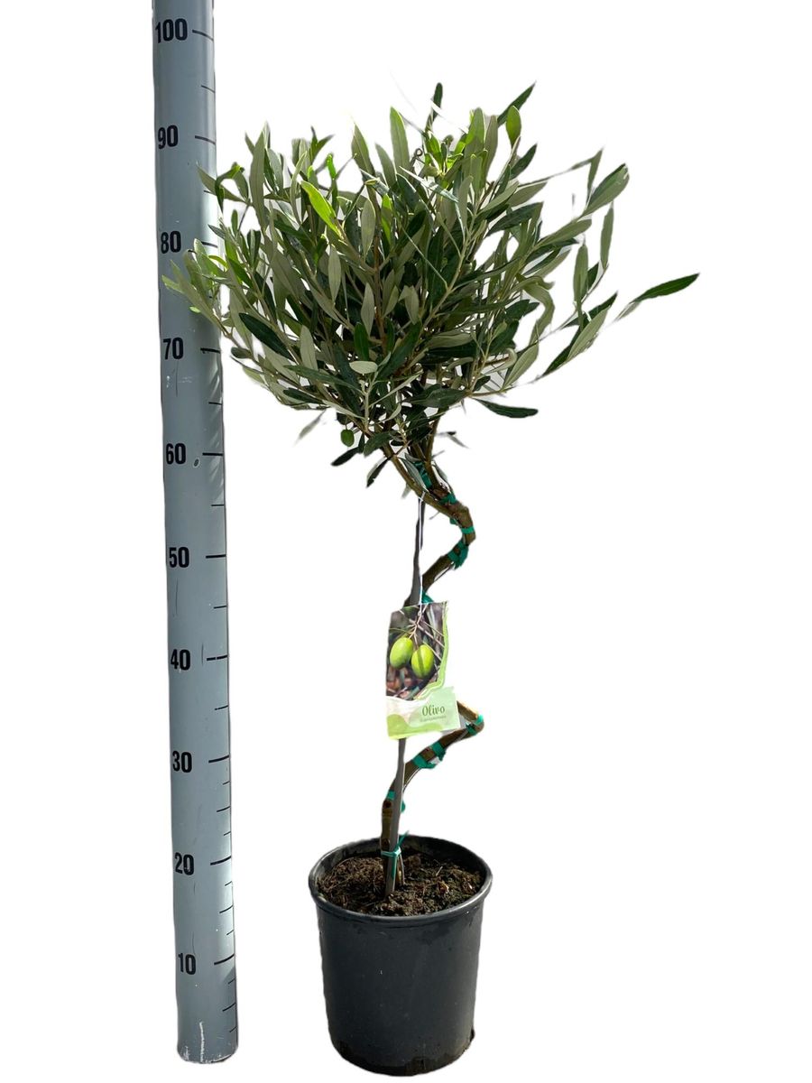 Olea europaea — Plant Wholesale FlorAccess