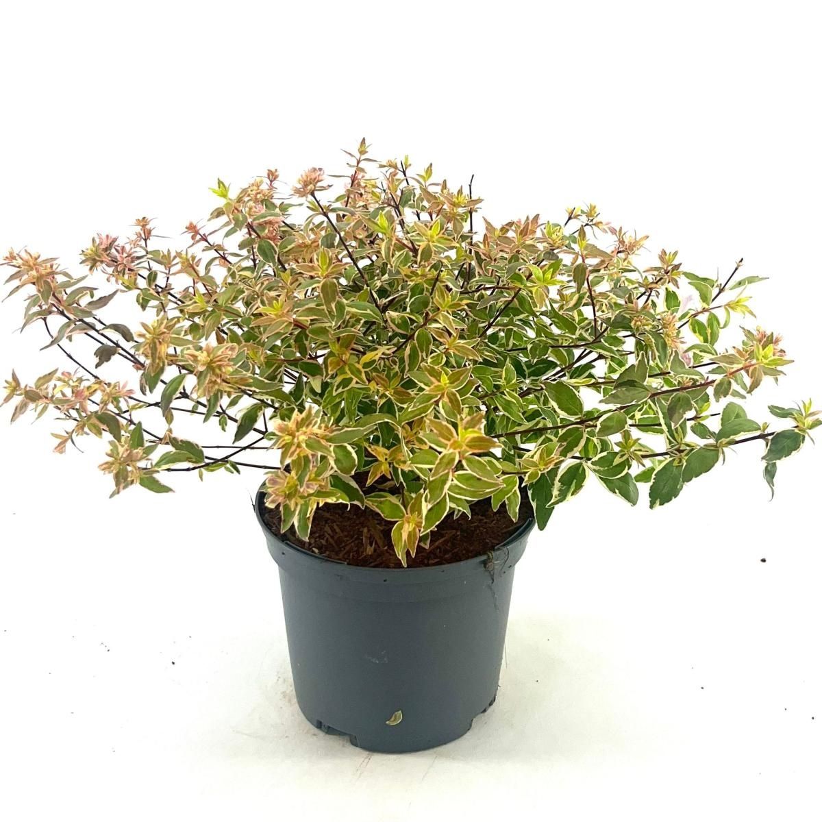 Abelia x grandiflora 'Radiance' — Рослини оптом FlorAccess