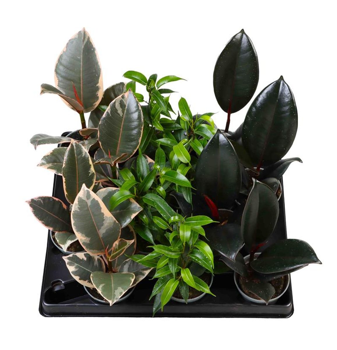 Ficus MIX — Plant Wholesale FlorAccess
