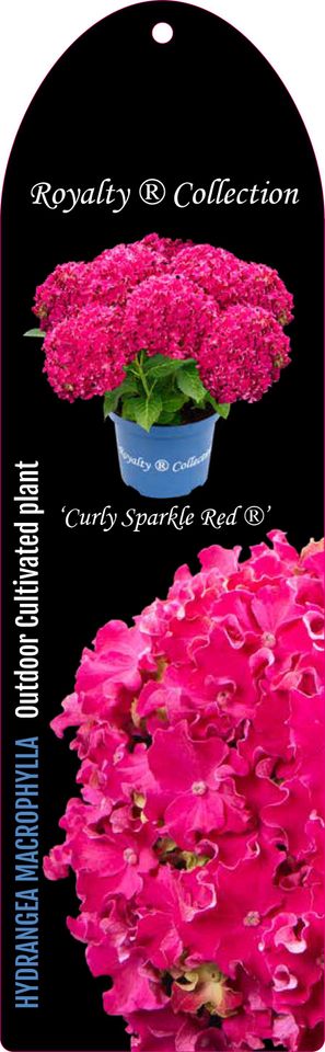 Hydrangea macrophylla CURLY SPARKLE RED — Рослини оптом FlorAccess