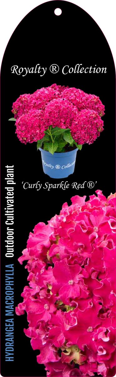 Hydrangea macrophylla CURLY SPARKLE RED — Plant Wholesale FlorAccess
