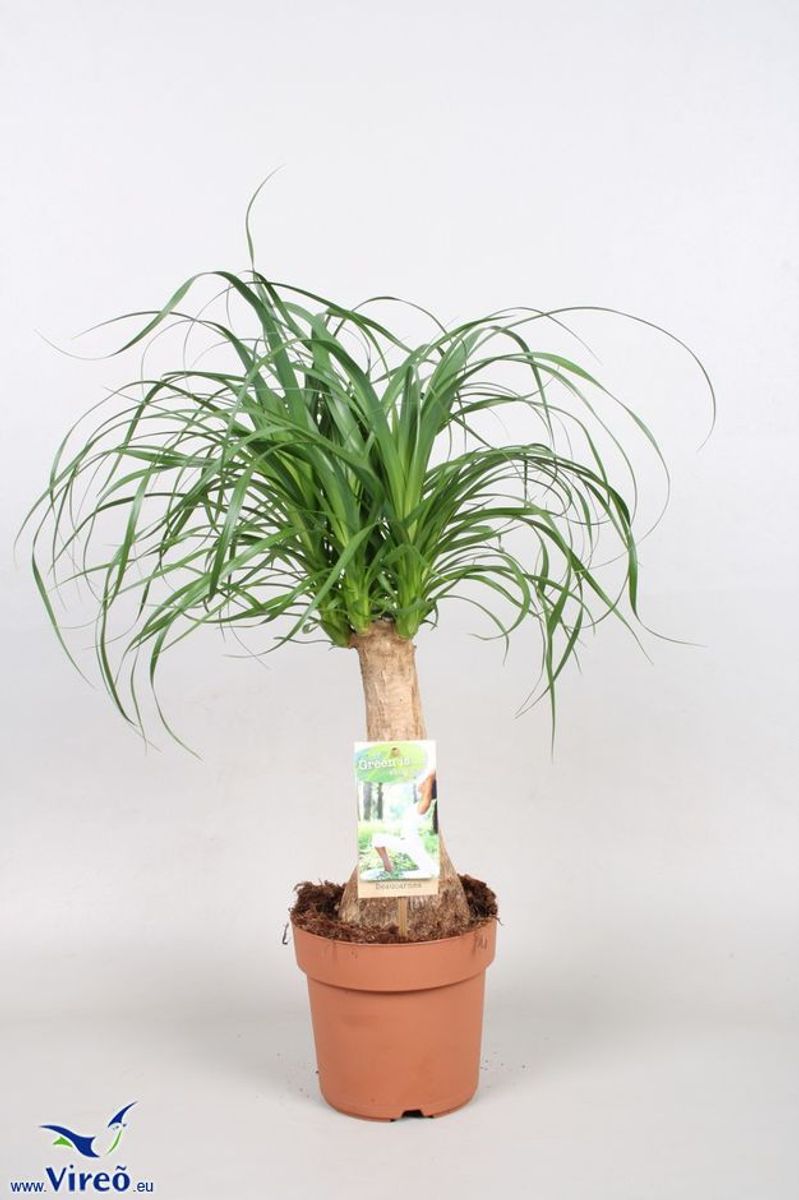 Beaucarnea recurvata — Plant Wholesale FlorAccess