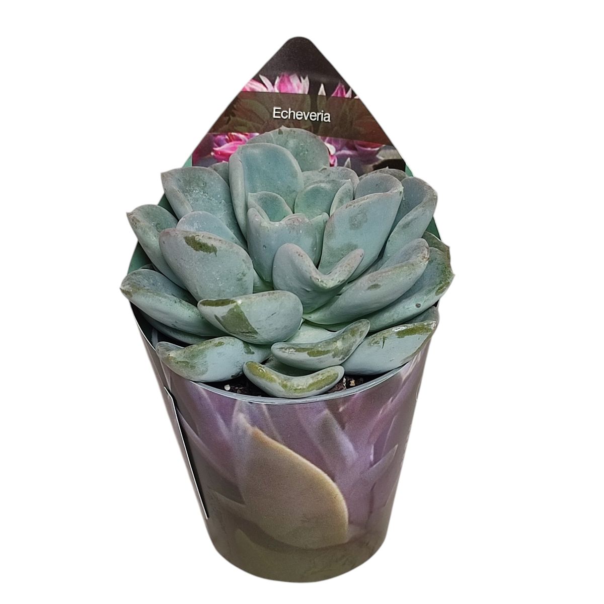 Echeveria 'Orpet' — Plant Wholesale FlorAccess