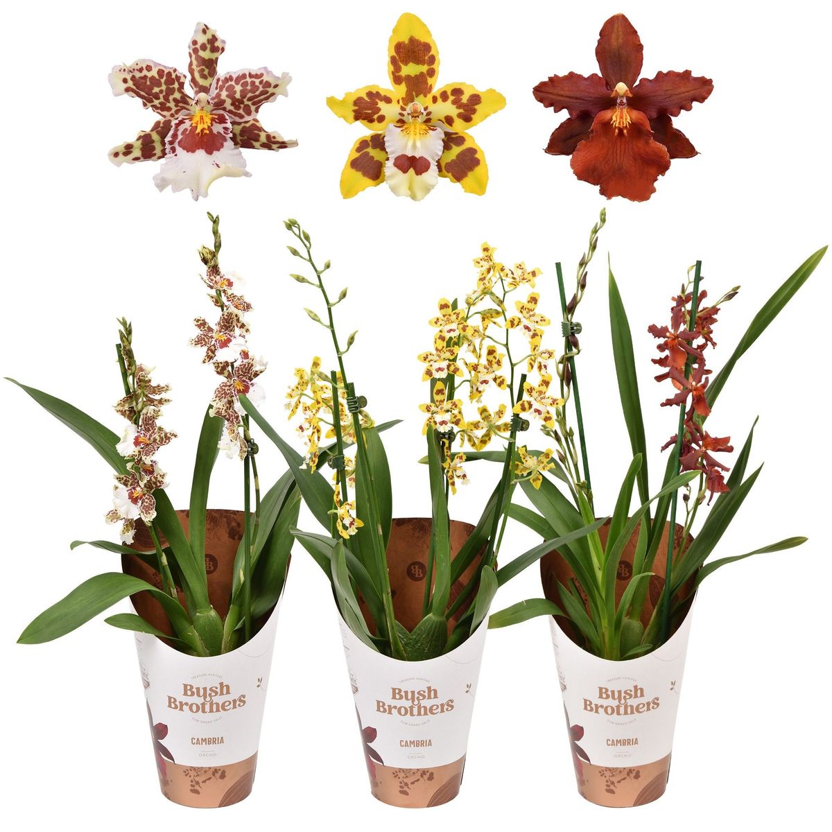 x Cambria MIX — Plant Wholesale FlorAccess