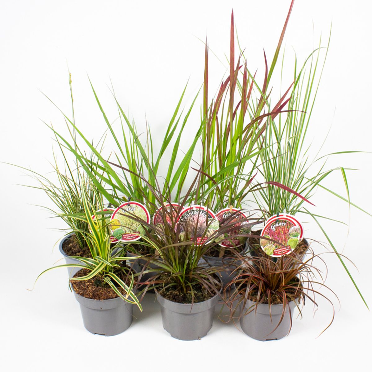 Grasses MIX — Plant Wholesale FlorAccess
