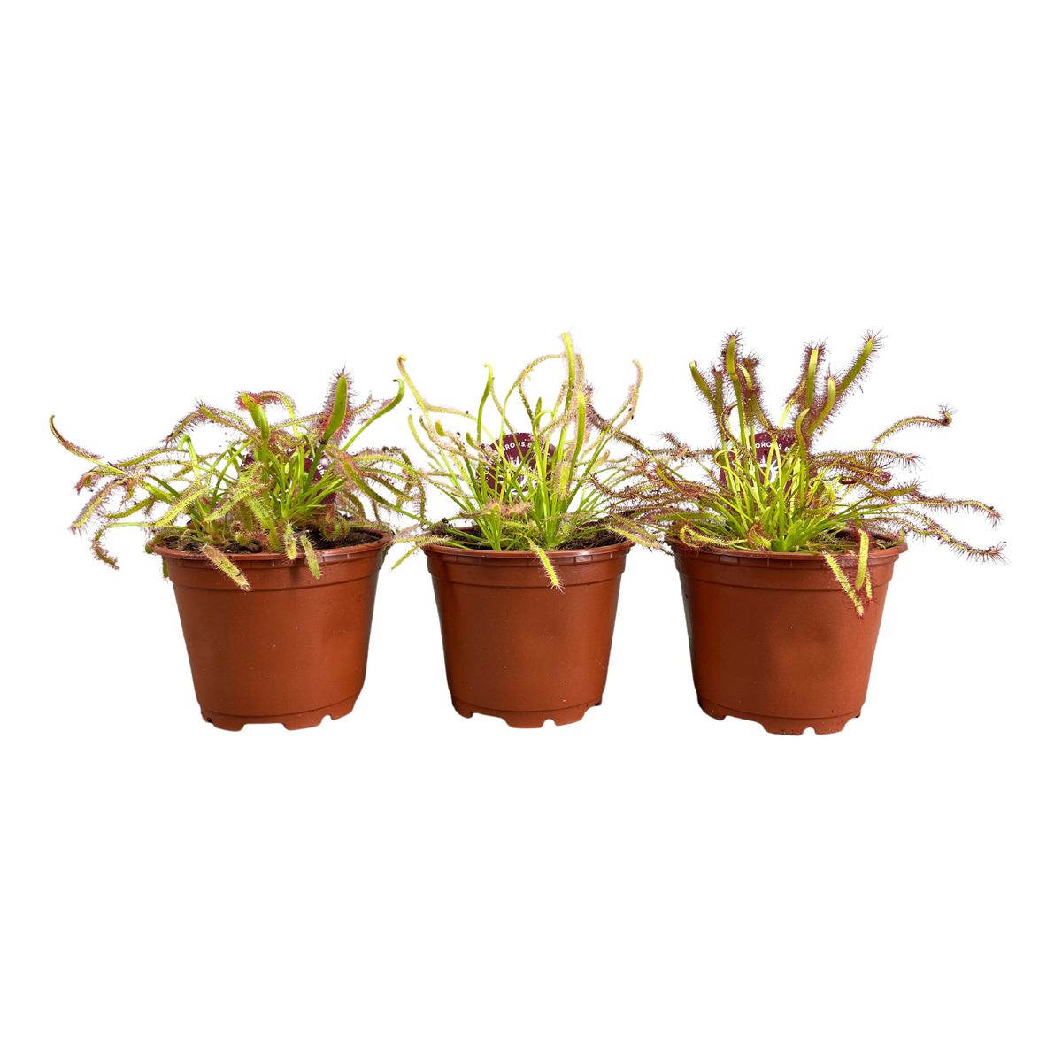 Drosera capensis MIX — Plant Wholesale FlorAccess