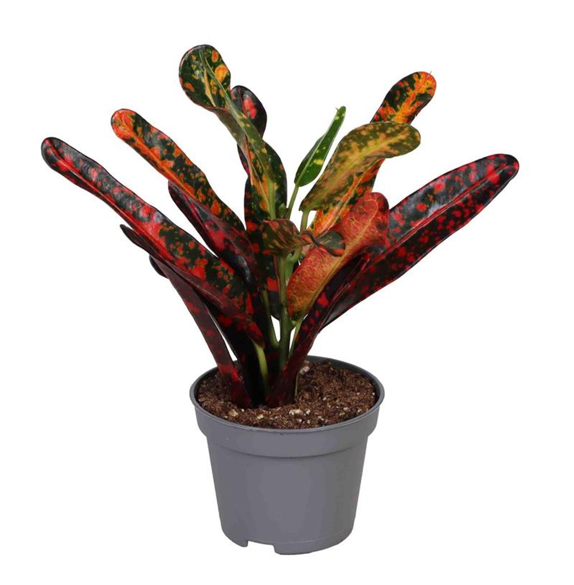 Codiaeum variegatum 'Red Batik' — Plant Wholesale FlorAccess