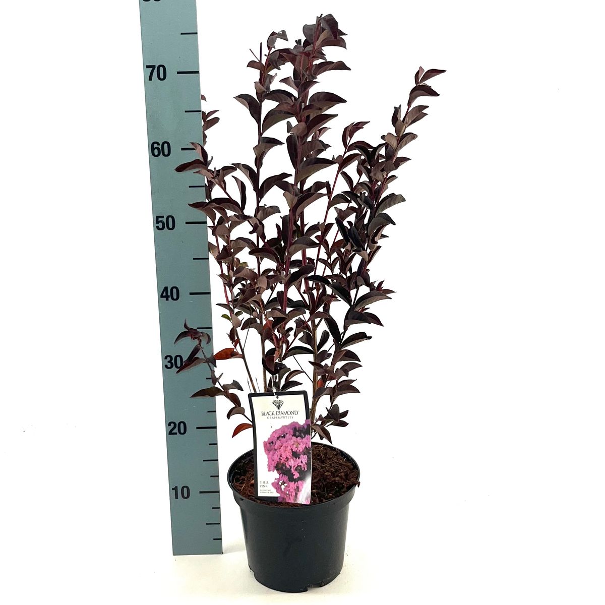 Lagerstroemia indica SHELL PINK — Plant Wholesale FlorAccess