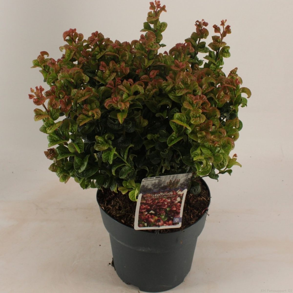 Leucothoe axillaris 'Curly Red' — Plant Wholesale FlorAccess
