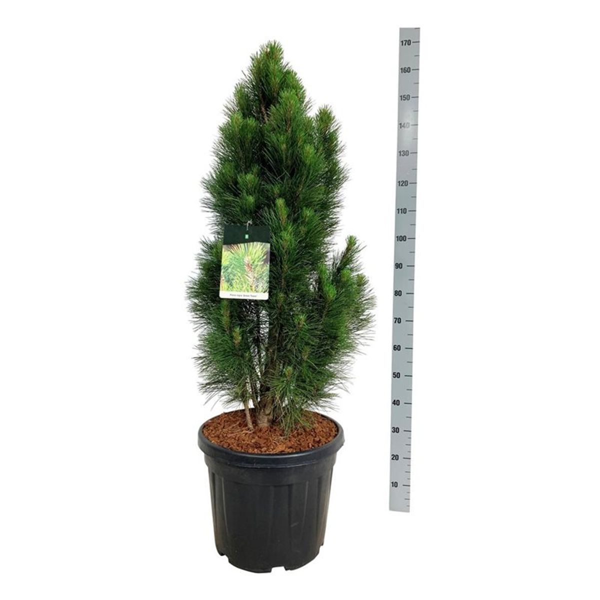 Pinus nigra 'Green Tower' — Plant Wholesale FlorAccess