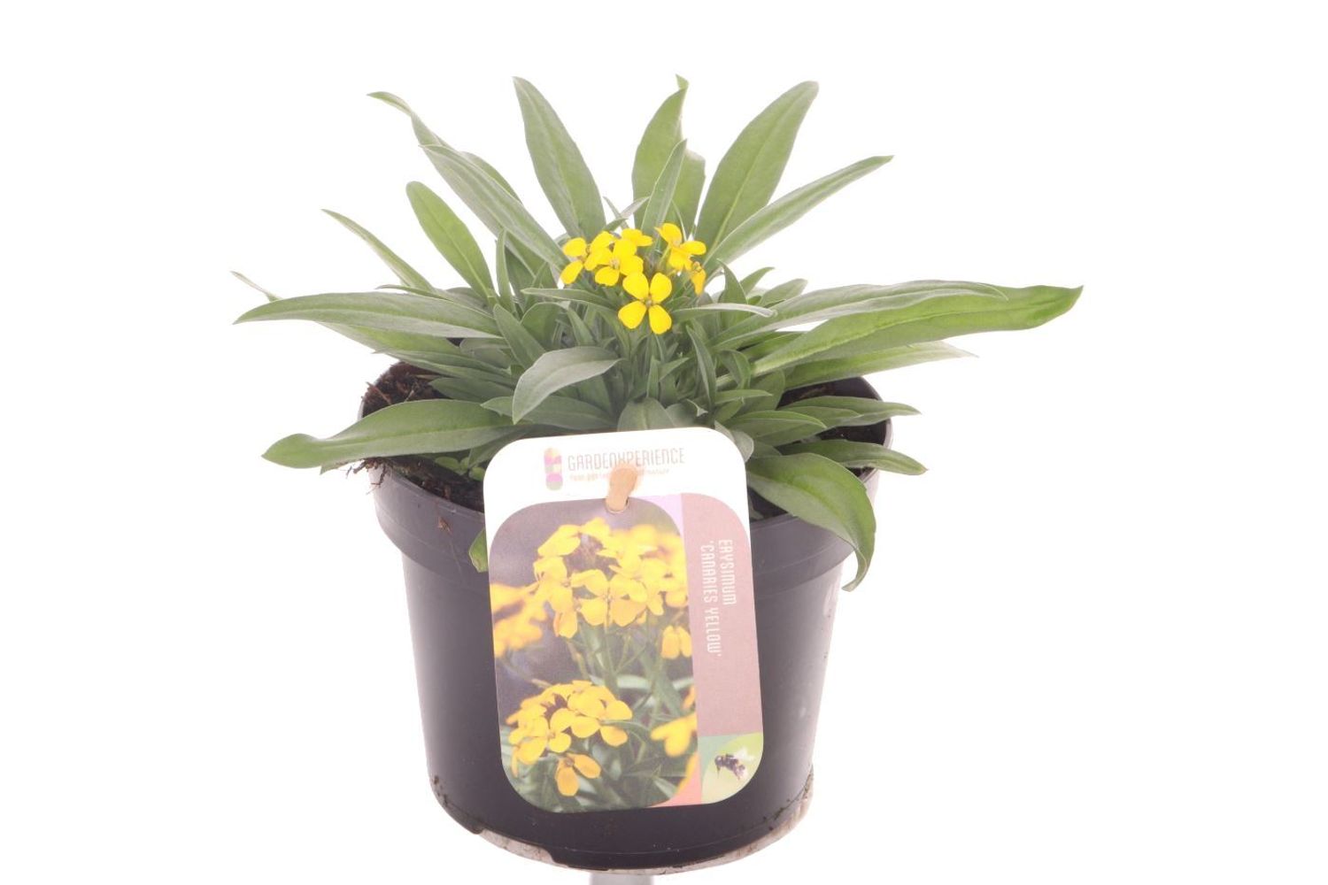 Erysimum 'Canaries Yellow' — Plant Wholesale FlorAccess