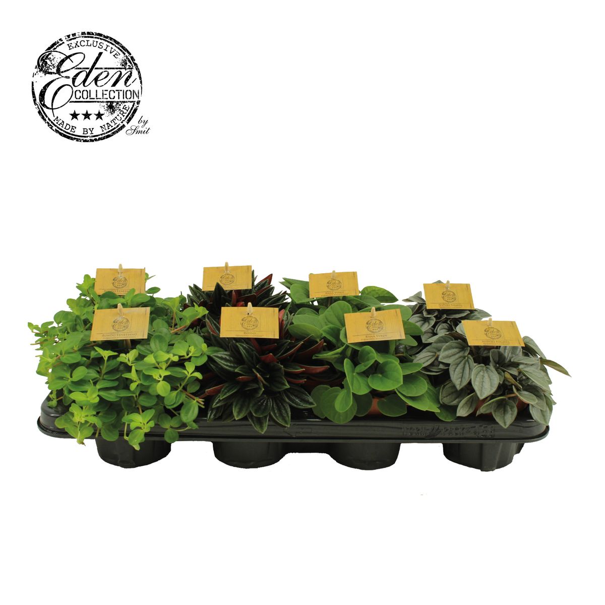 Peperomia MIX — Plant Wholesale FlorAccess