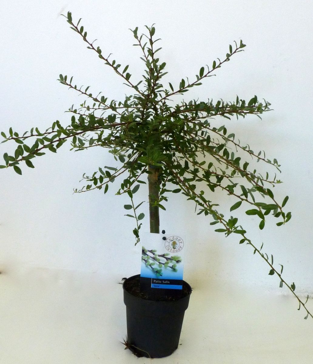 Salix repens 'Iona' — Plant Wholesale FlorAccess