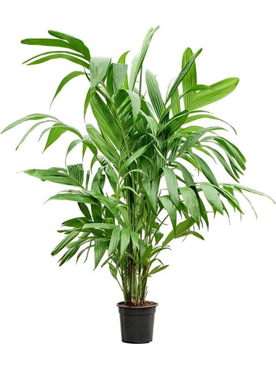 Areca triandra — Plant Wholesale FlorAccess
