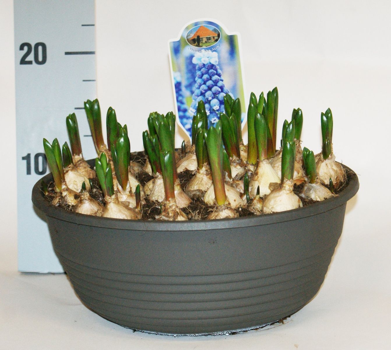 Muscari armeniacum 'Blue Moon' — Plant Wholesale FlorAccess