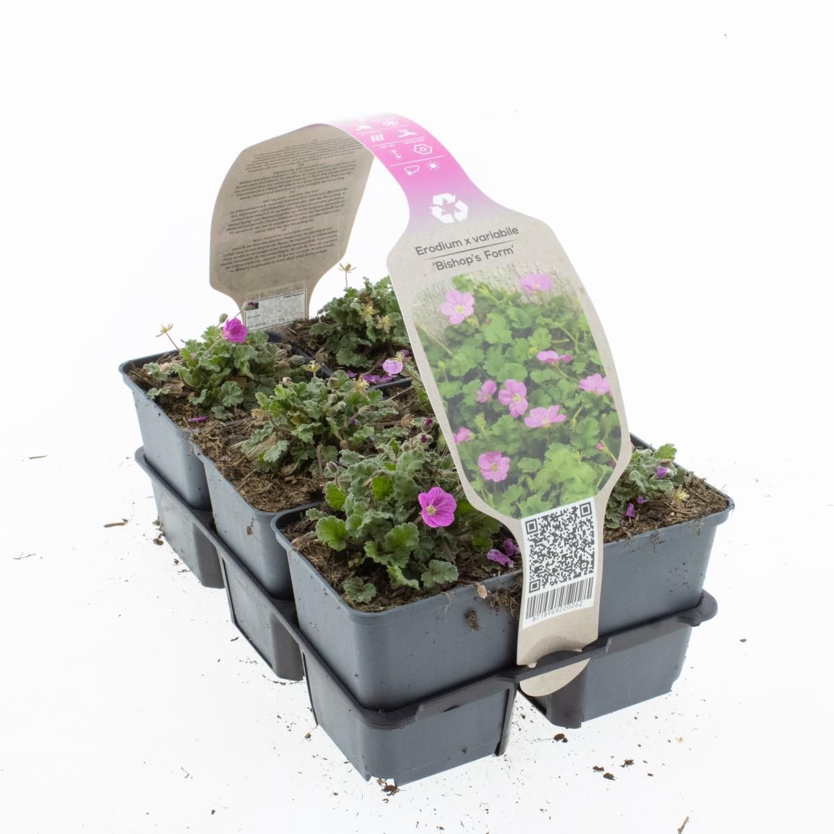 Erodium x variabile 'Bishop's Form' — Plant Wholesale FlorAccess