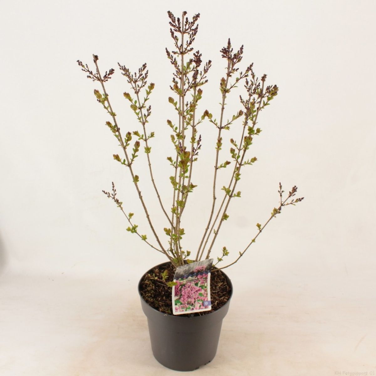 Syringa 'Red Pixie' — Plant Wholesale FlorAccess