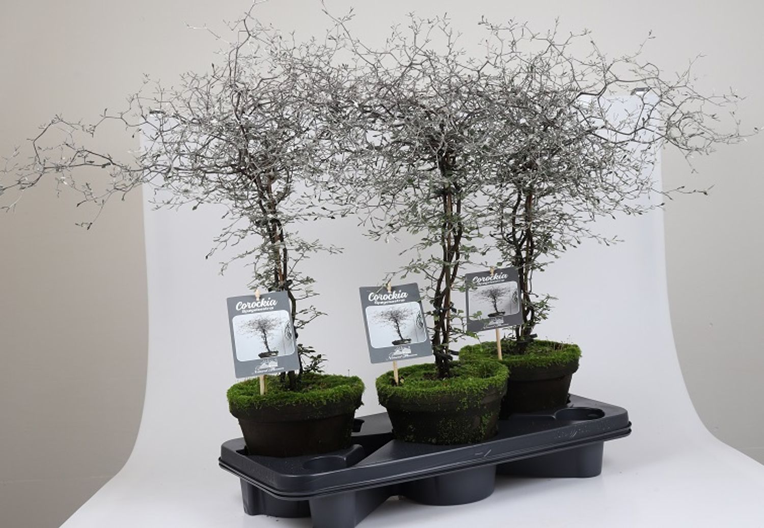 Corokia cotoneaster — Plant Wholesale FlorAccess