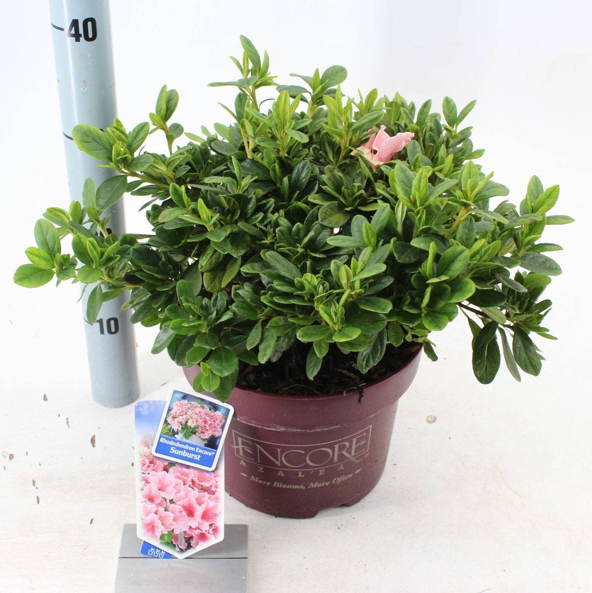 Rhododendron ENCORE SUNBURST — Plant Wholesale FlorAccess