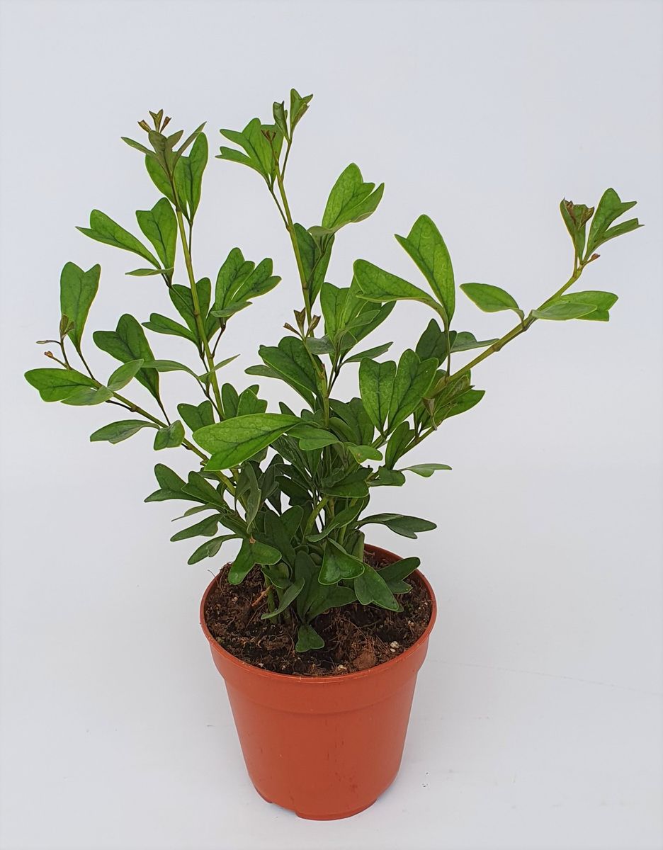 Schefflera 'Triangularis' — Plant Wholesale FlorAccess
