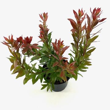 Callistemon 'Red Rocket' — Plant Wholesale FlorAccess