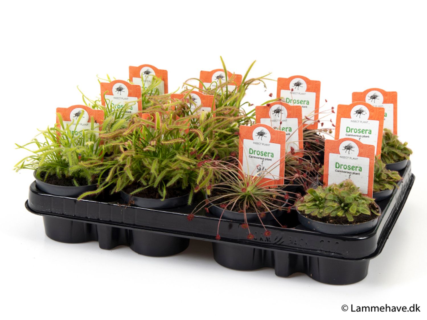 Drosera MIX — Plant Wholesale FlorAccess