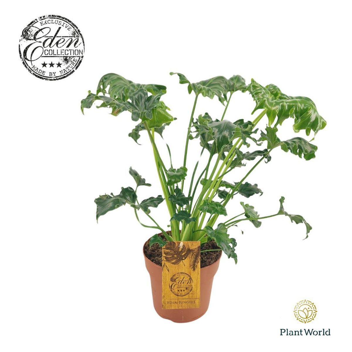 Philodendron 'Atlantis' — Plant Wholesale FlorAccess