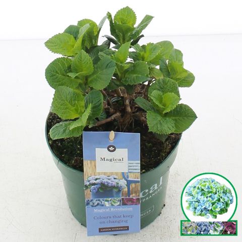 Hydrangea macrophylla MAGICAL REVOLUTION BLUE — Plant Wholesale FlorAccess