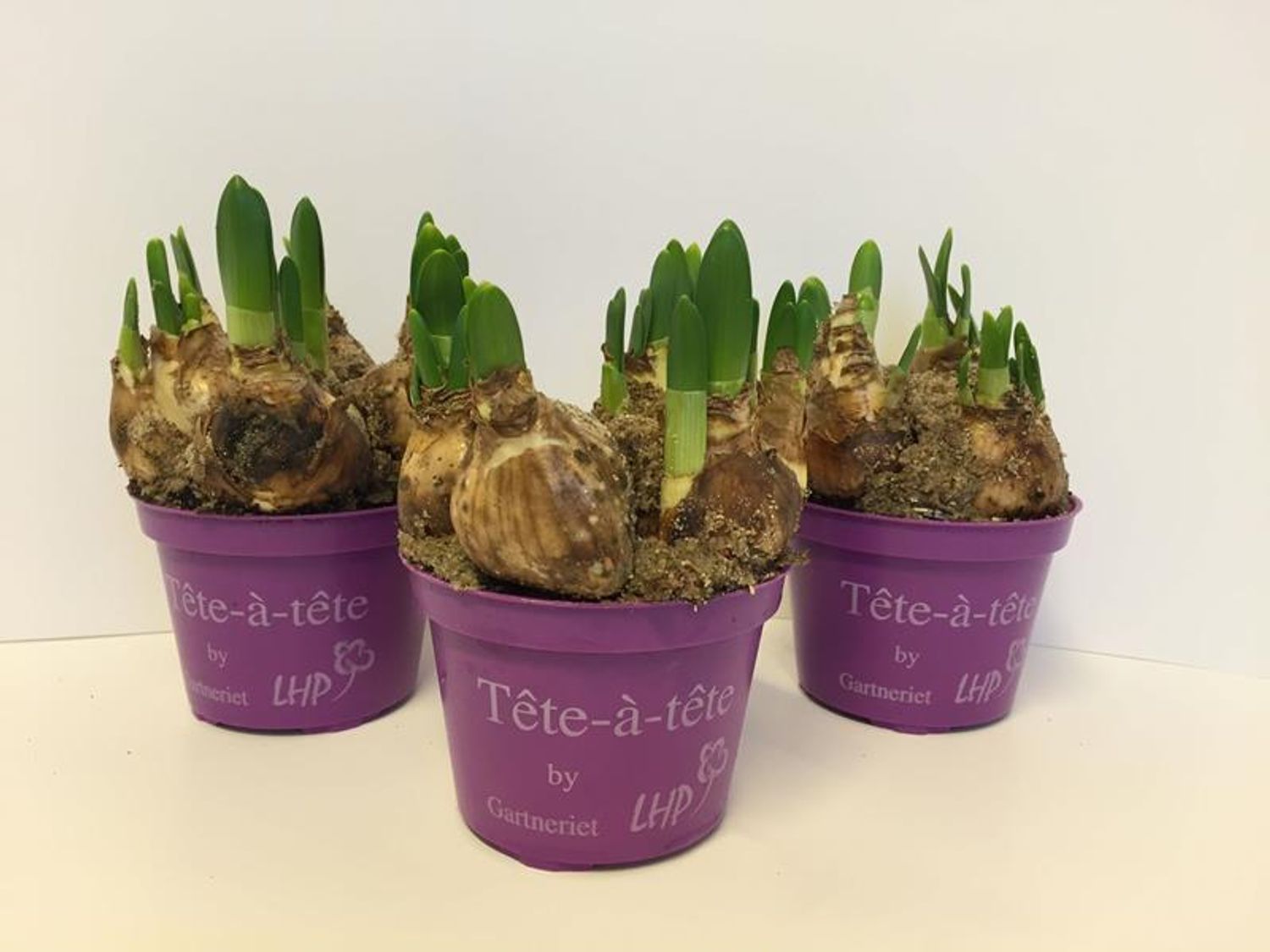 Narcissus 'Tête-à-Tête' — Plant Wholesale FlorAccess