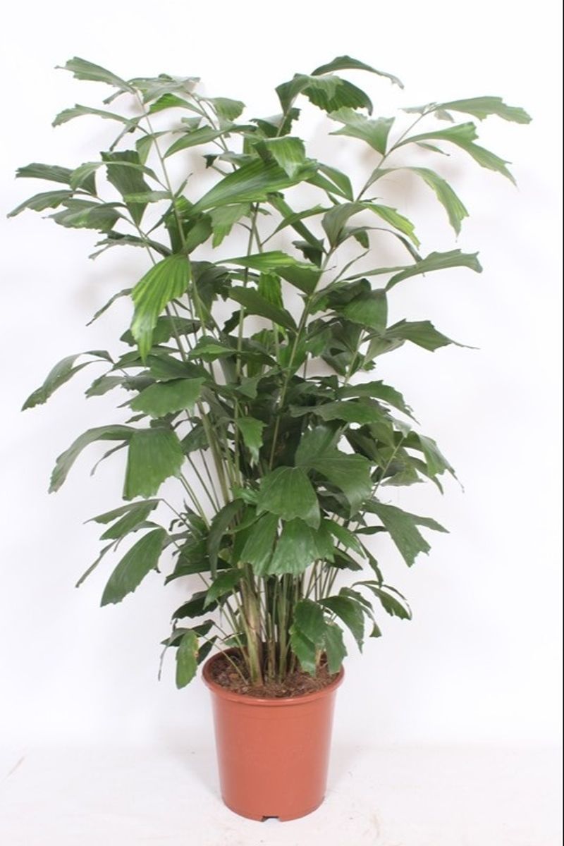 Caryota mitis — Plant Wholesale FlorAccess